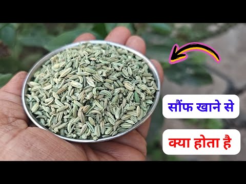 सौंफ खाने से क्या होता है | Fennel Meaning in Hindi / Fennel Seeds After Meals