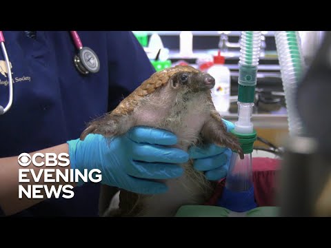 Pangolin facing greater threat of extinction during coronavirus outbreak