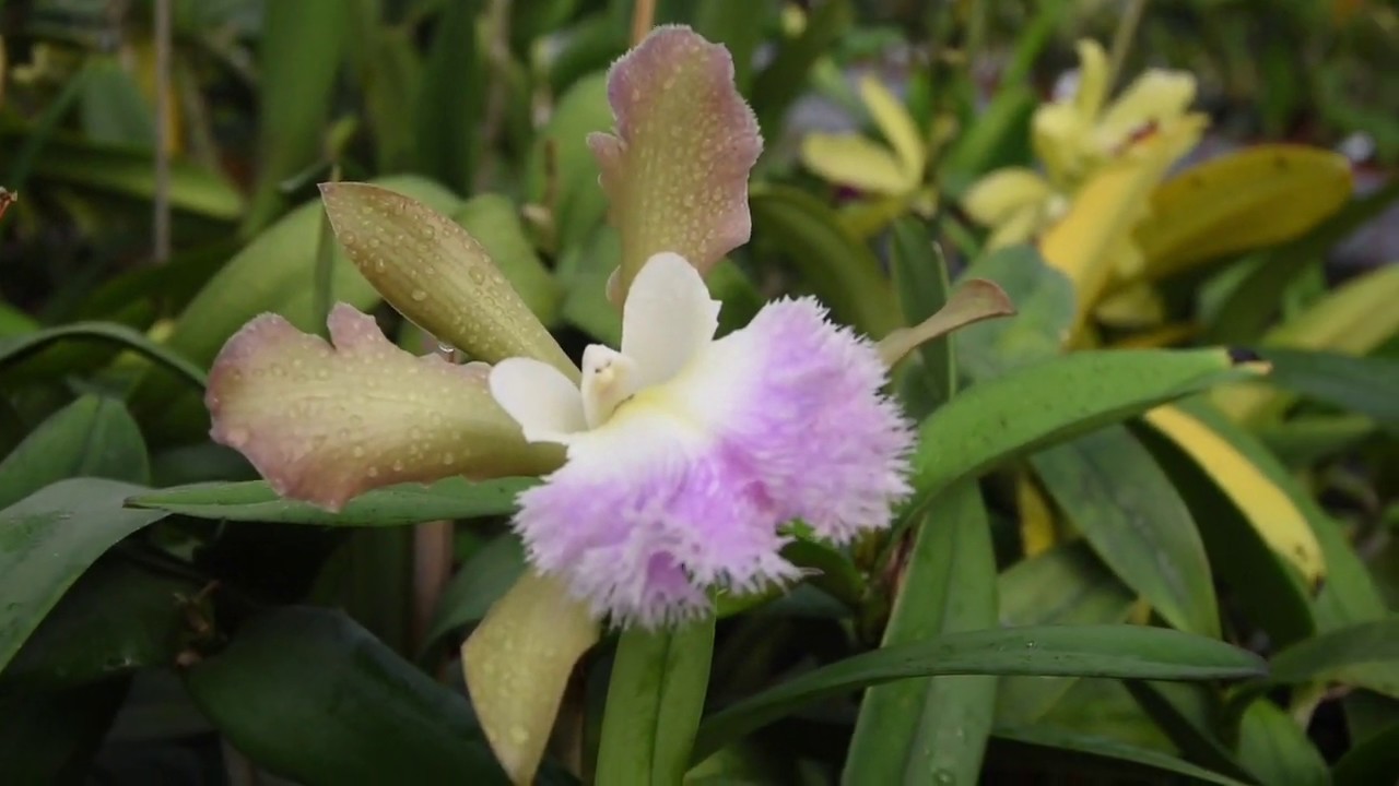 Pieces of our collection: Rhyncholaeliocattleya Calypso