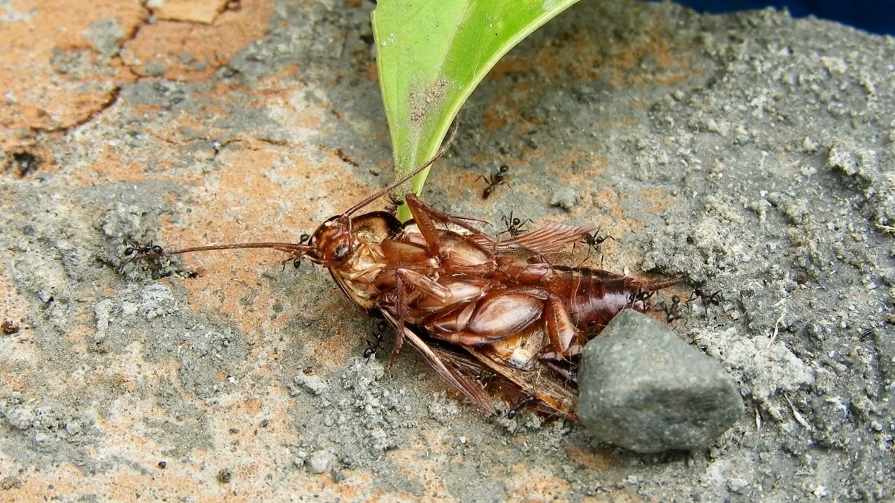 Ants Feeding On Cockroach   Free 4K Stock Footage   Ultra HD   4K