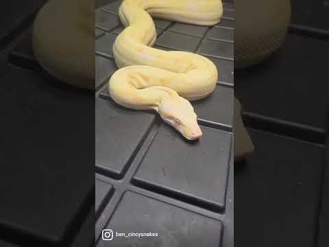 Albino Boa Constrictor / reptiles/ snakes