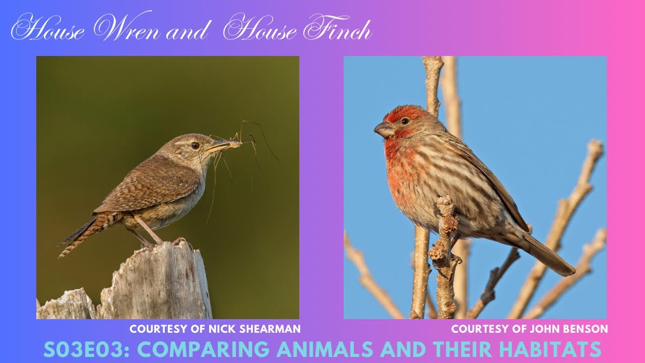 Comparing the House Wren and House Finch