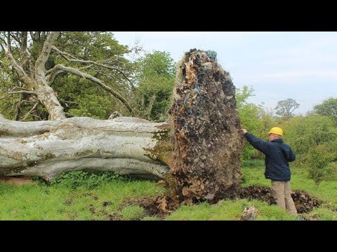 A Gale Uprooted This Tree And Scientists Discovered Something Shocking Beneath It