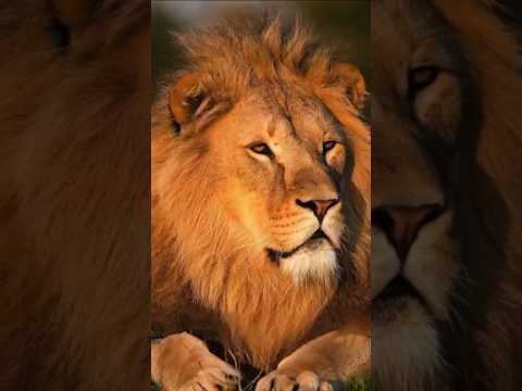 Do you know the meaning of the expression “The Lion of the tribe of Judah”?🦁