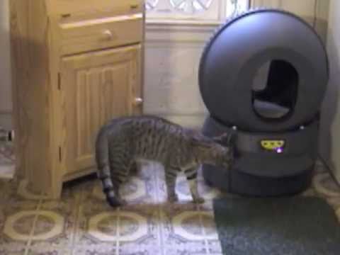 Litter Box Basics