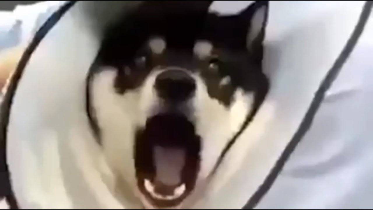 PERFECTLY CUT SCREAMS COMPILATION