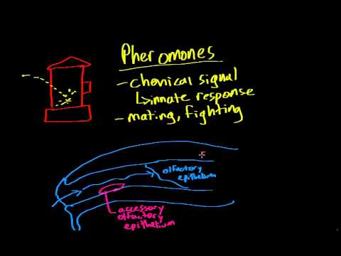 Pheromones