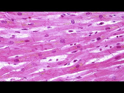 Human Physiology - Overview of Smooth and Cardiac Muscle
