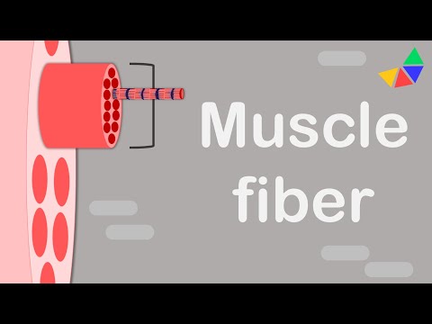 Skeletal Muscle Anatomy