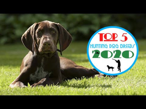 Top 5 Hunting Dog Breeds 2020
