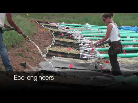 What Does Ecological Engineering Mean to Us?