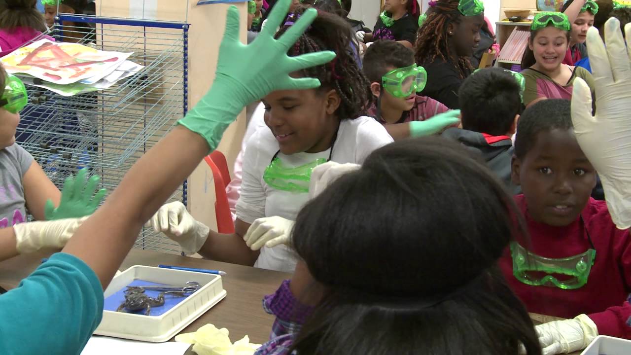 MerrickMoore Frog Dissection