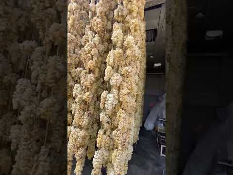 The start point of producing Golden Raisins. #driedfruits #raisins #nutshell #spain #libiya #brazil