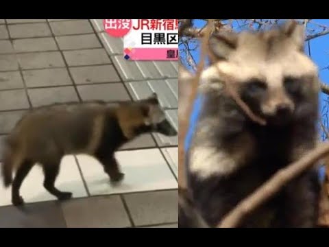 Raccoon dogs in the city, raccoon dogs in the suburbs: What is the difference?