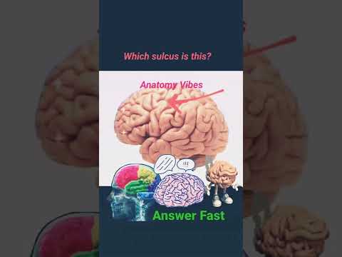 Central Sulcus | Central Sulcus of Brain | Sulcus and Gyrus | Brain | Anatomy #anatomy #neuroscience