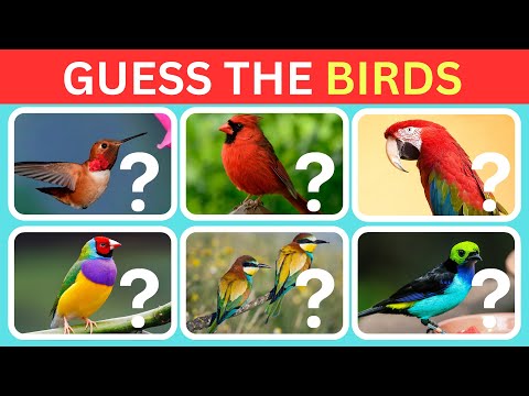 Guess the bird | Birds trivia | Bird quiz | General knowledge quiz | Birds