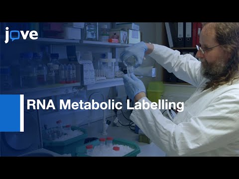 RNA Metabolic Labelling with 4-Thiouracil (Ers4tU) | Protocol Preview