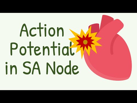 Action Potential In SA Node || Primary Pacemaker of the Heart