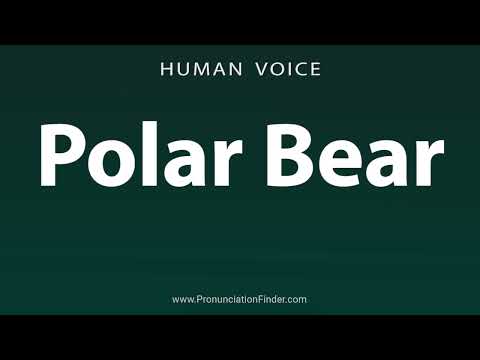 How To Pronounce Polar Bear