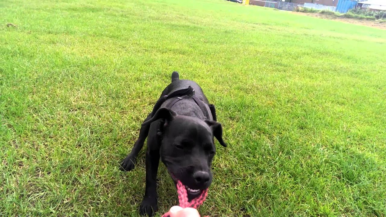 Patterdale Terrier Training - Long distance fetch
