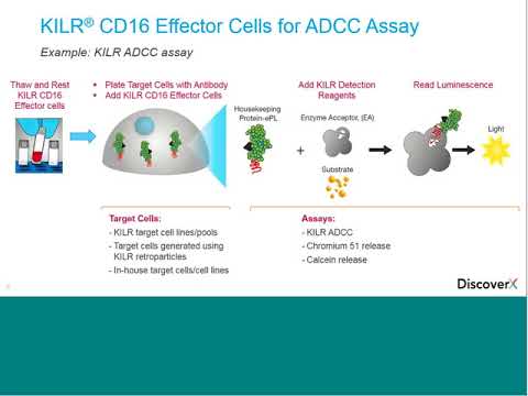 KILR CD16 Effector Cells