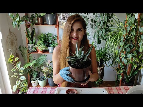 Gasteria Pillansii