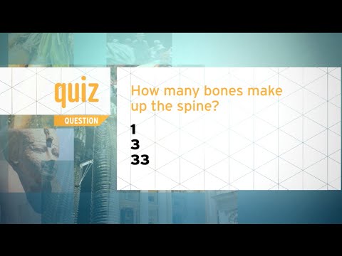Quiz - How many bones make up the spine?
