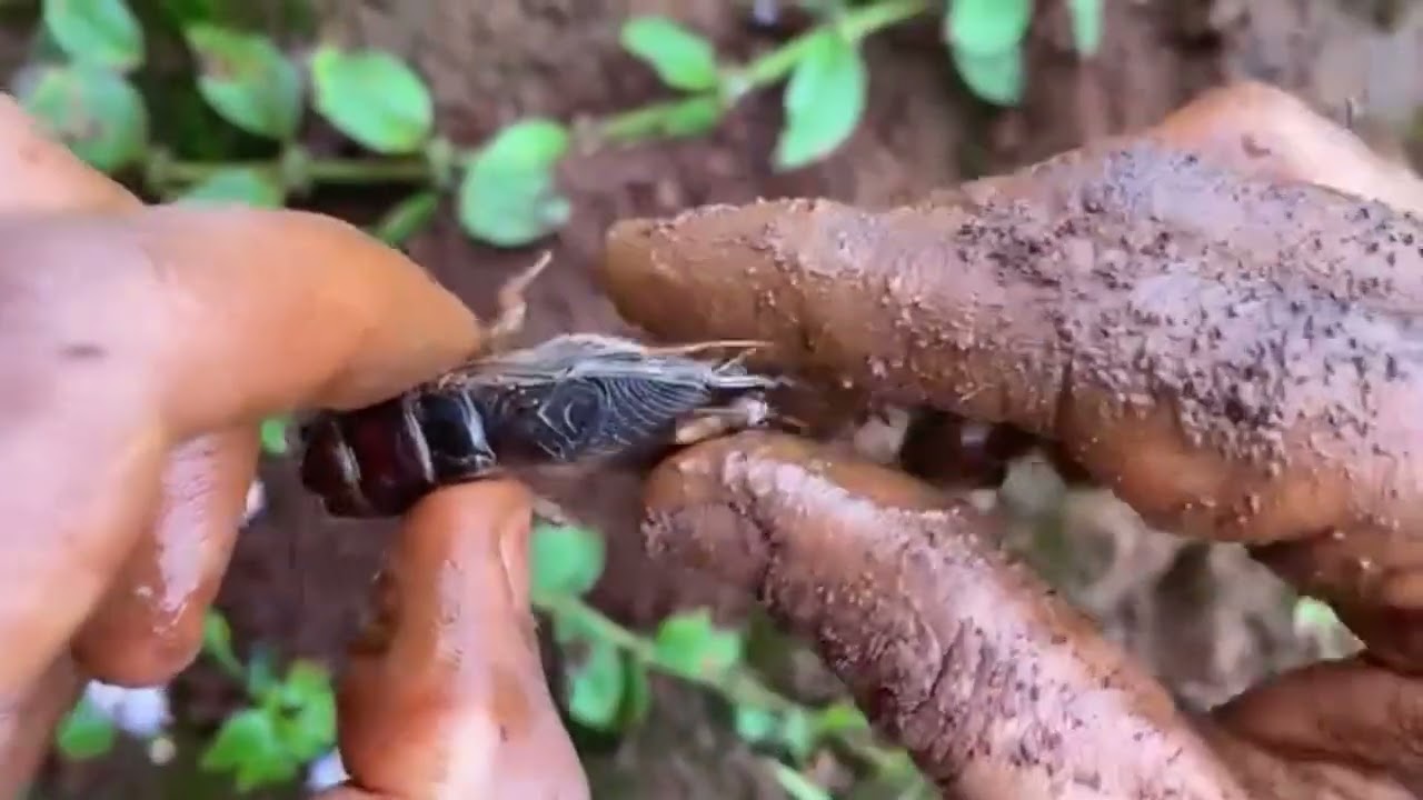 Experiment Insects Battle - Bullet ants Vs Massive Crickets