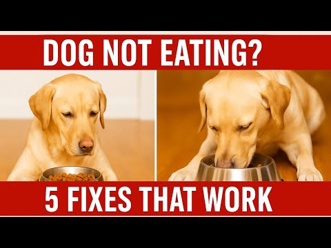 Dog Not Eating? 5 Real Vet-Backed Reasons & Fixes You Shouldn’t Ignore