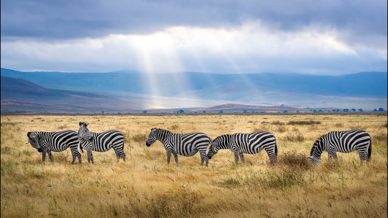 Let's Explore! The Grassland Biome