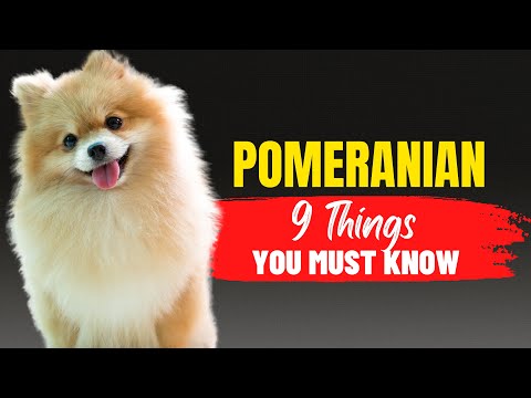 Is a Pomeranian the Right Dog for You? 9 Things to Consider | Dogs Genesis