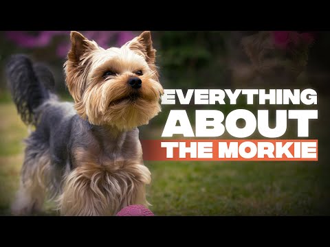 Morkie :The Complete Guide to Maltese Yorkshire Terrier Mix
