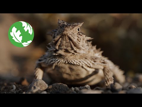 The Making of a Million: Protecting Nature for Tomorrow’s Texas