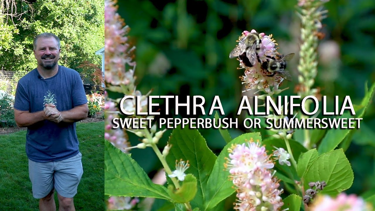 Summersweet - Fragrant, Pollinators, Fall Color, Native - Clethra Alnifolia
