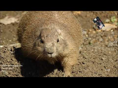 Le Chien de prairie à queue noire est un rongeur d'Amérique du nord Touroparc Zoo - France