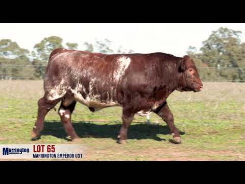 LOT 65 - MARRINGTON EMPEROR U31 - National Shorthorn Show & Sale