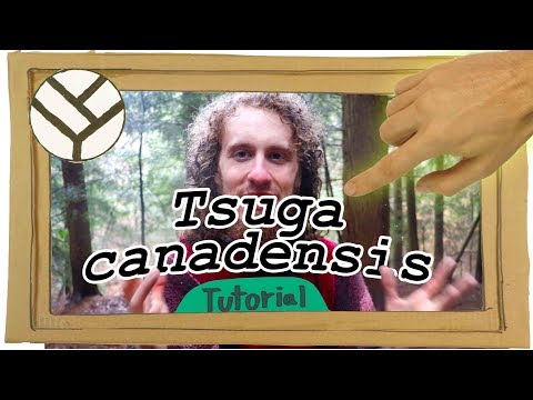 Tsuga Canadensis Eastern Hemlock | Youtube Science Communication example assignment
