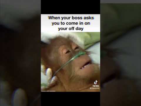 Work Meme of the Day: Laugh with Me! #shorts