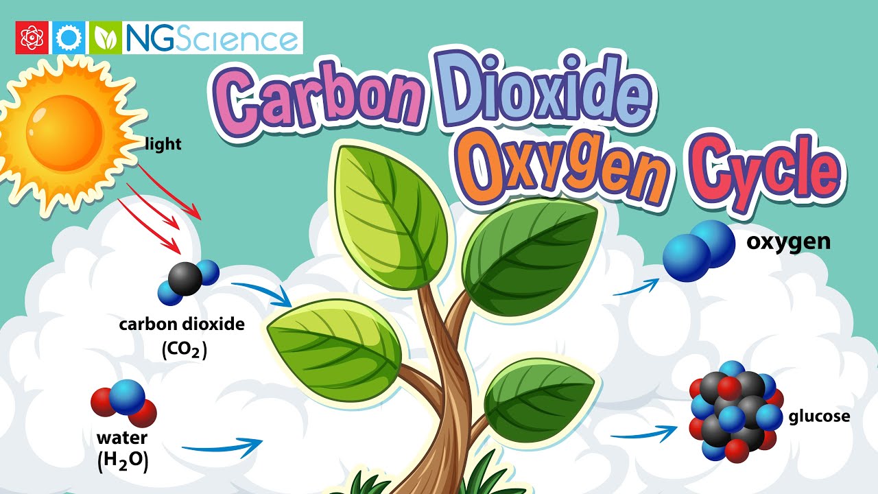 Carbon Dioxide – Oxygen Cycle