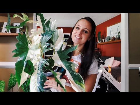 Dream Plant Unboxing With Alocasia Bridget. Most Amazing Plant Mom. Massive Golden Dragon Gift.