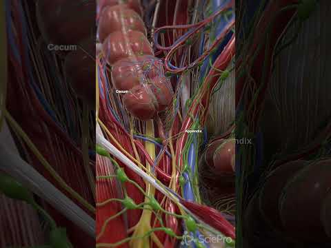 🌟 The Appendix: What You Need to Know 🌟 #anatomy #meded #3danimation