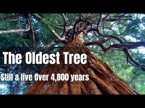 “The Oldest Tree in the World: A 4,800-Year-Old Survivor”