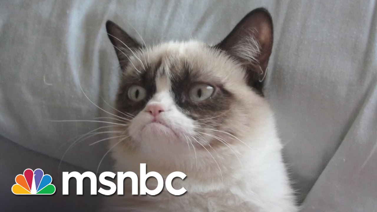 Did Grumpy Cat Make  $100 Million? | All In | MSNBC