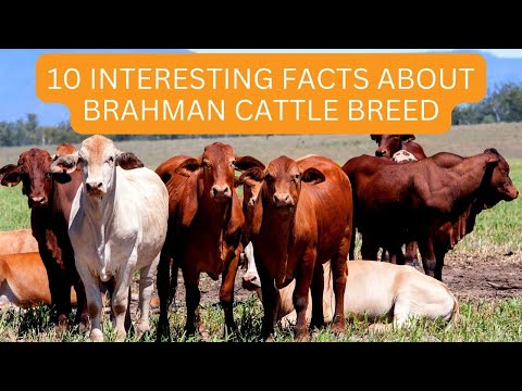 10 Interesting Facts About Brahman Cattle Breed