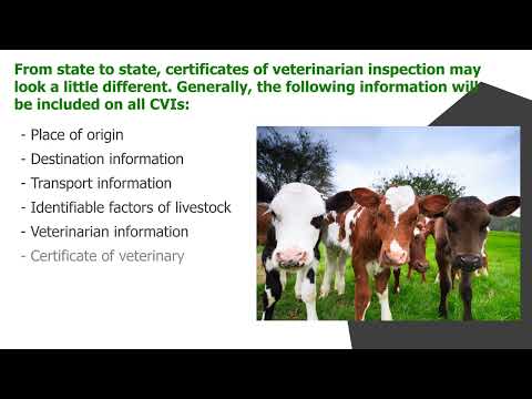 😻 What is a CVI Certificate of veterinarian inspection? - CatVisitor.com