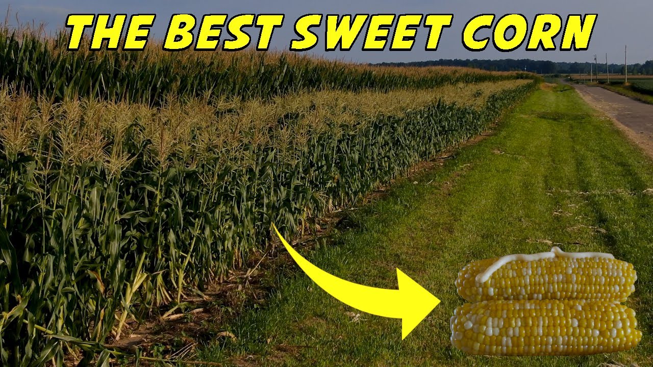 Sweet Corn 101 (Ep. 30)