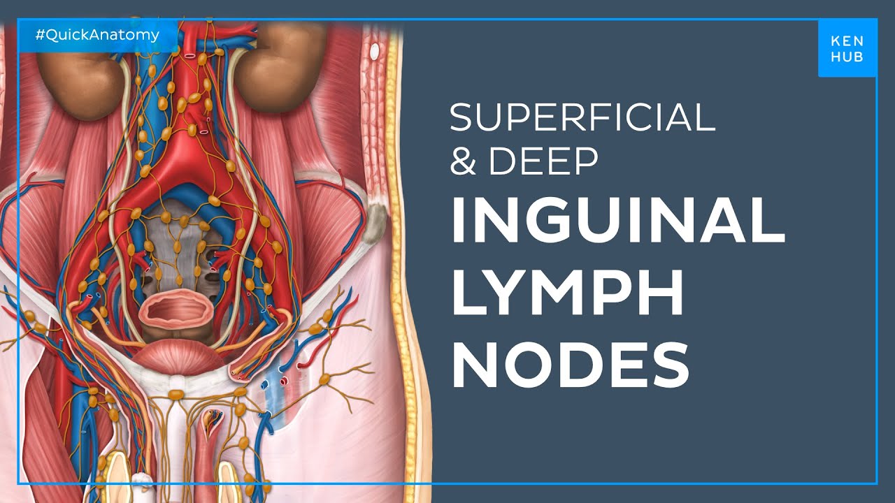 Superficial and deep inguinal lymph nodes - Quick Anatomy | Kenhub