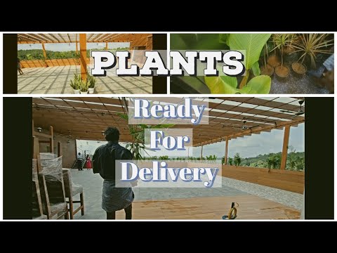 Plants | Ready for Delivery | Dracena | Golden bamboo | Calathea lutea | lacotia |Mylackel Agro Farm