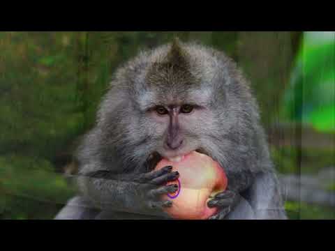 Monkey Menace | Maanasa Murugesh