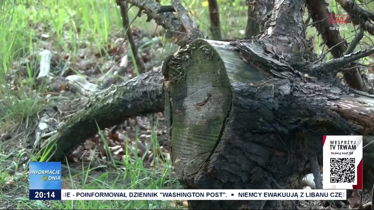 Minister klimatu i środowiska z Polski 2050 zamierza w dalszym ciągu niszczyć polskie lasy ...